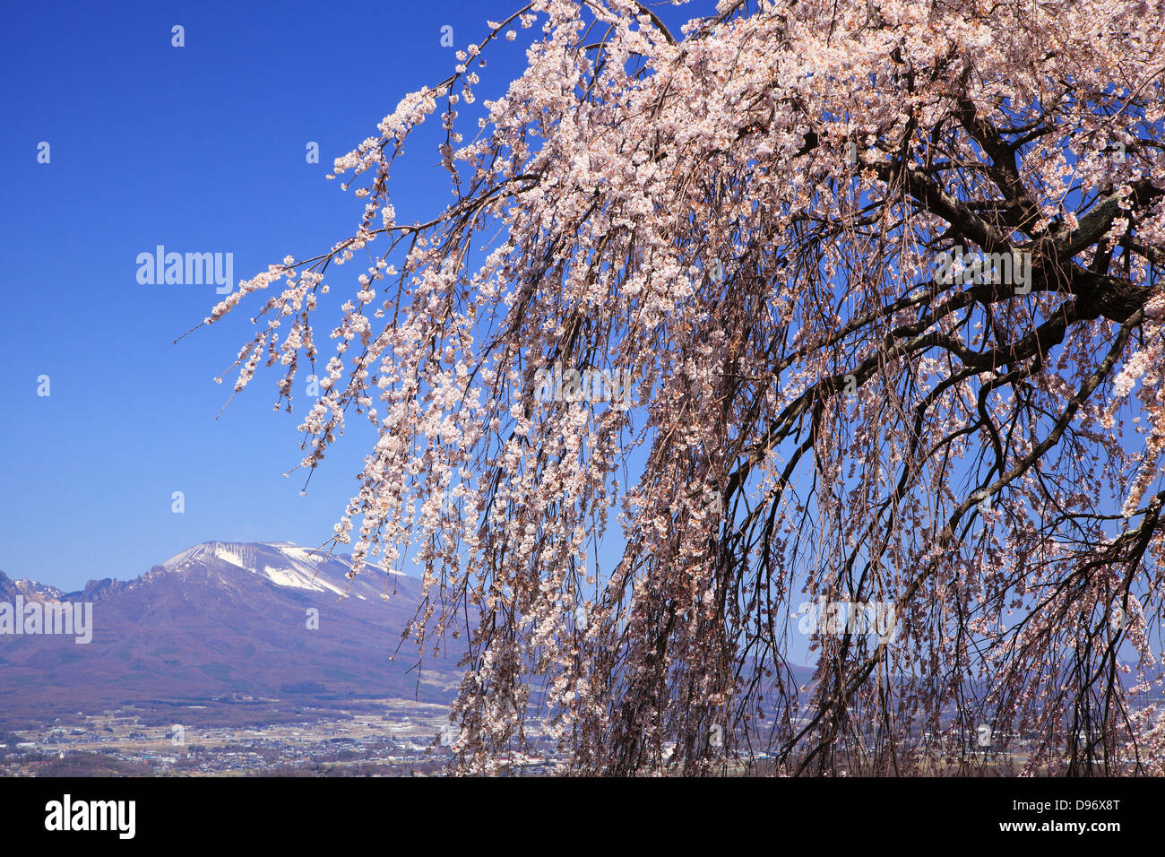Japanese weeping cherry tree nagano hi-res stock photography and images ...