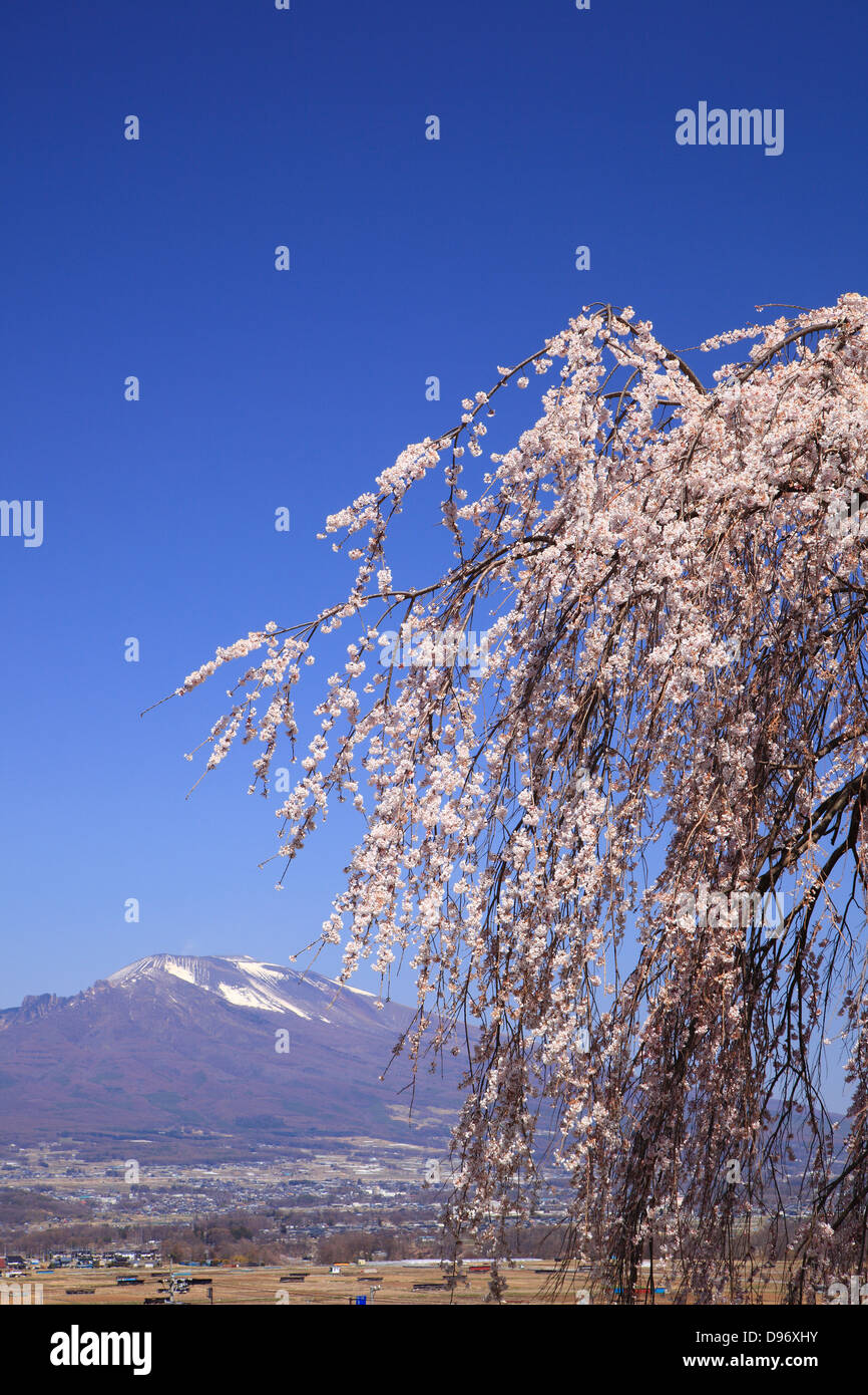 Japanese weeping cherry tree nagano hi-res stock photography and images ...