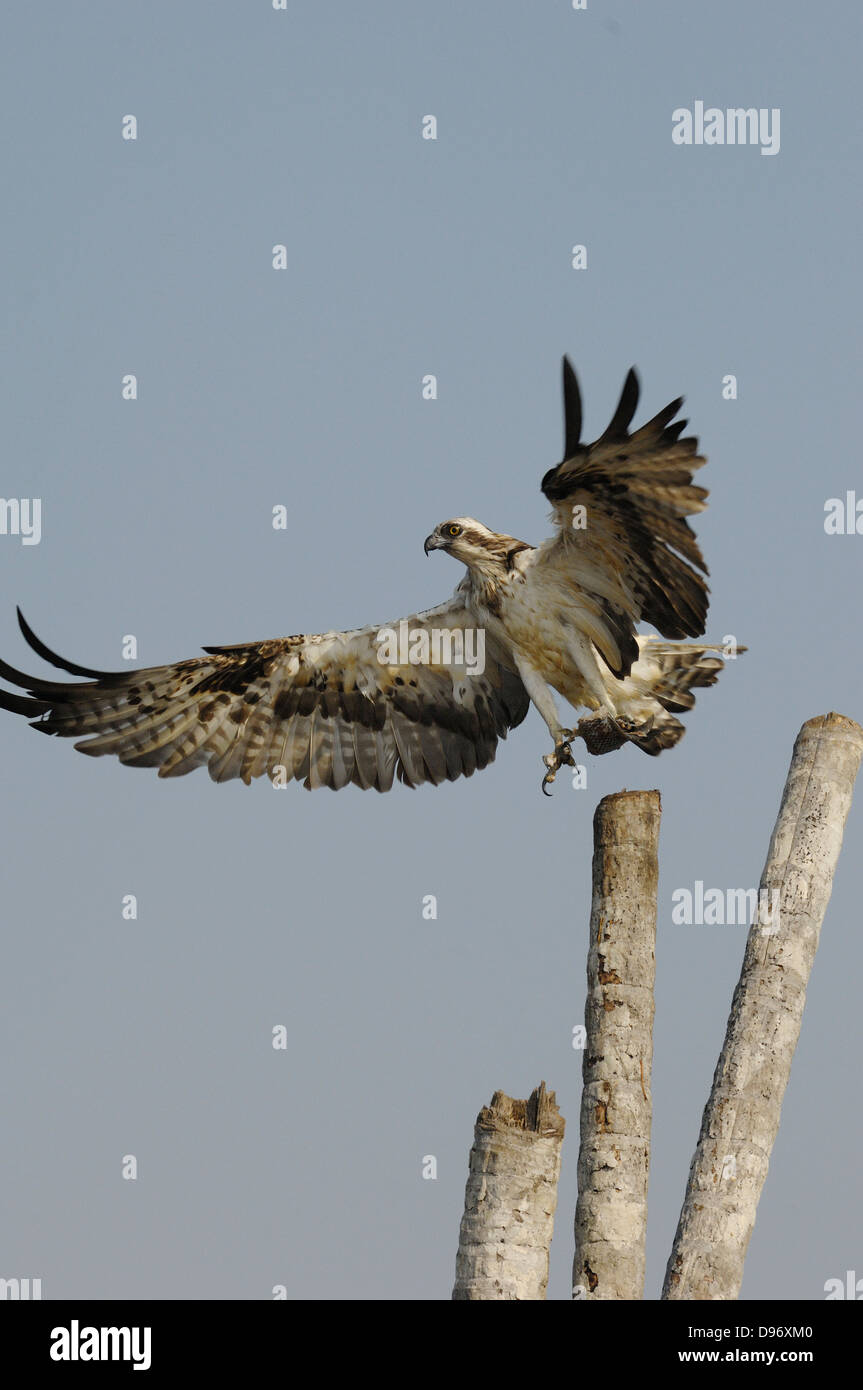 Bird takeoff hi-res stock photography and images - Alamy