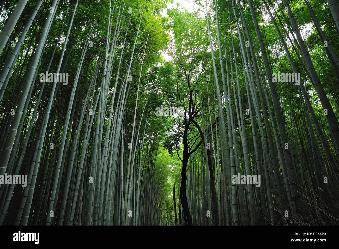 Asian Bamboo Forest Stock Photo - Alamy