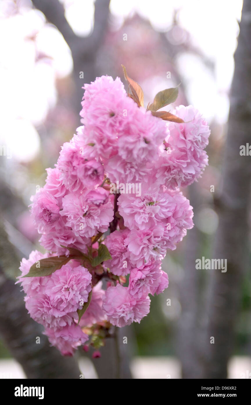 Prunus flowers hi-res stock photography and images - Alamy
