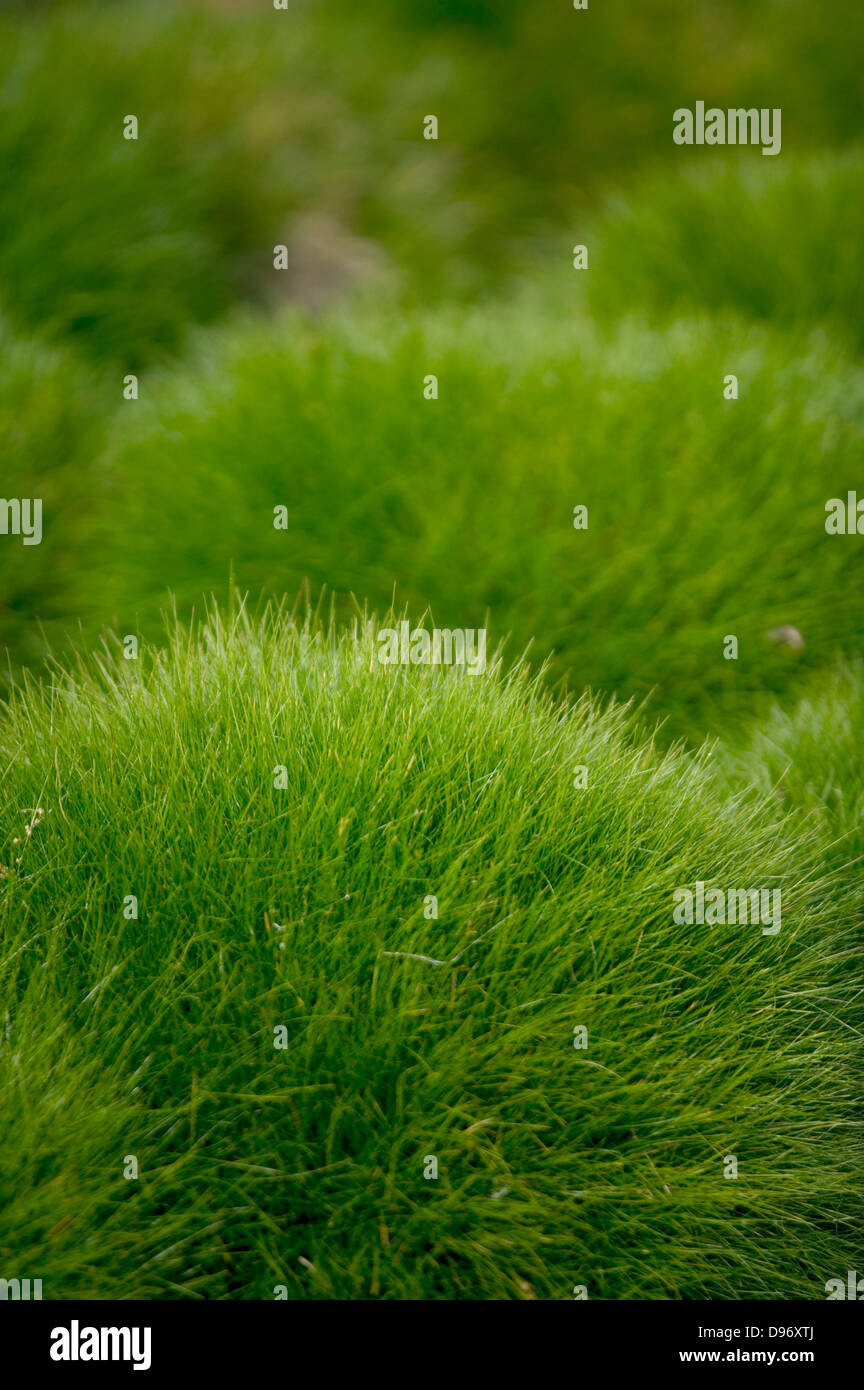 Large green tufts of ornamental grass Stock Photo - Alamy