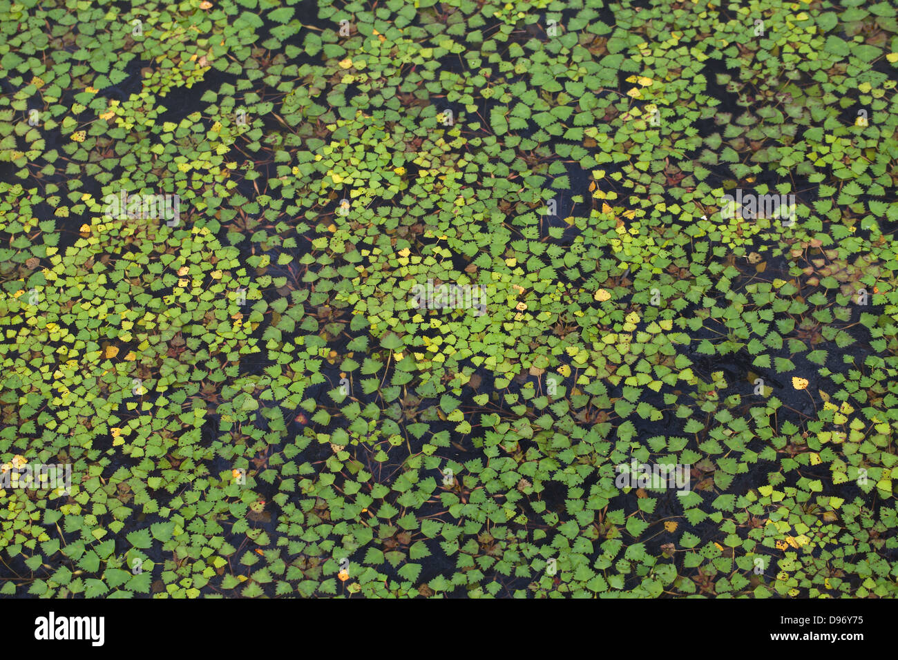 Water surface covered with a duckweed Stock Photo - Alamy