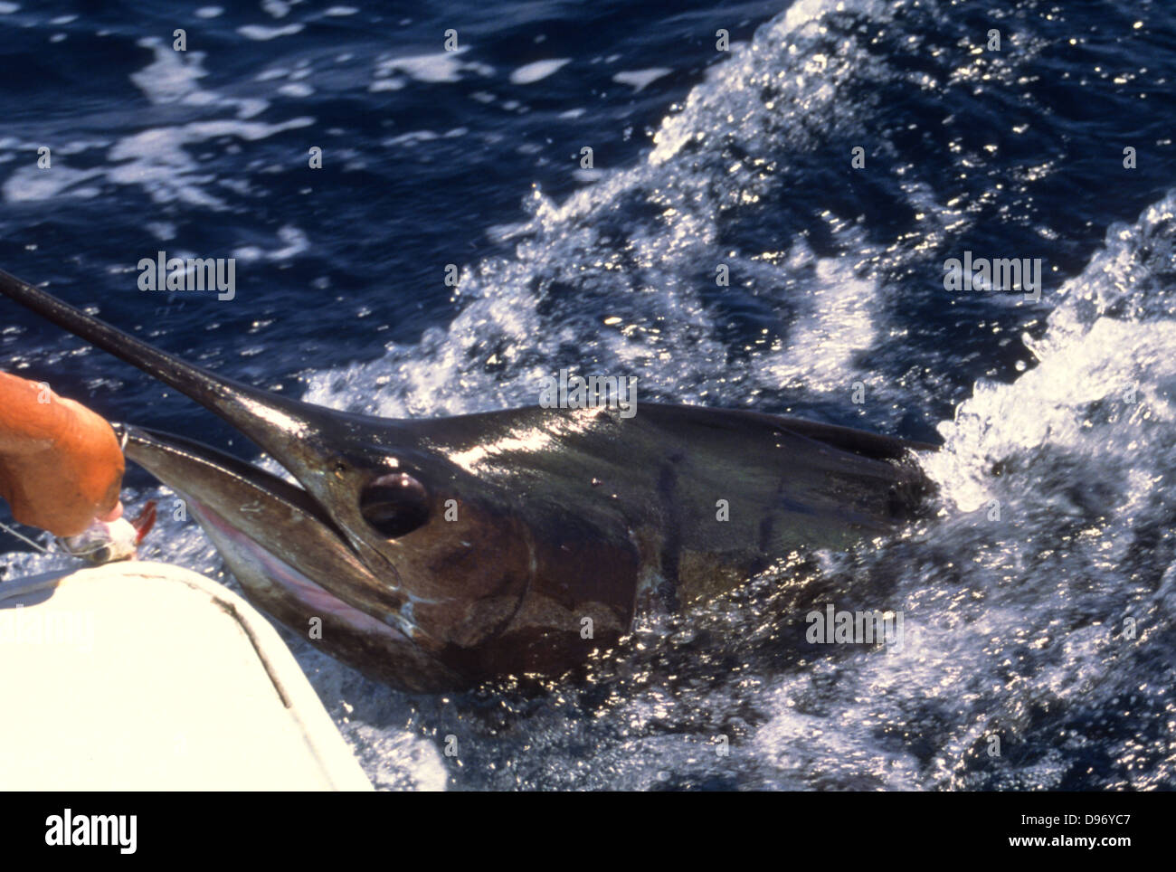 An Atlantic sailfish caught near Port Aransas Texas Stock Photo - Alamy