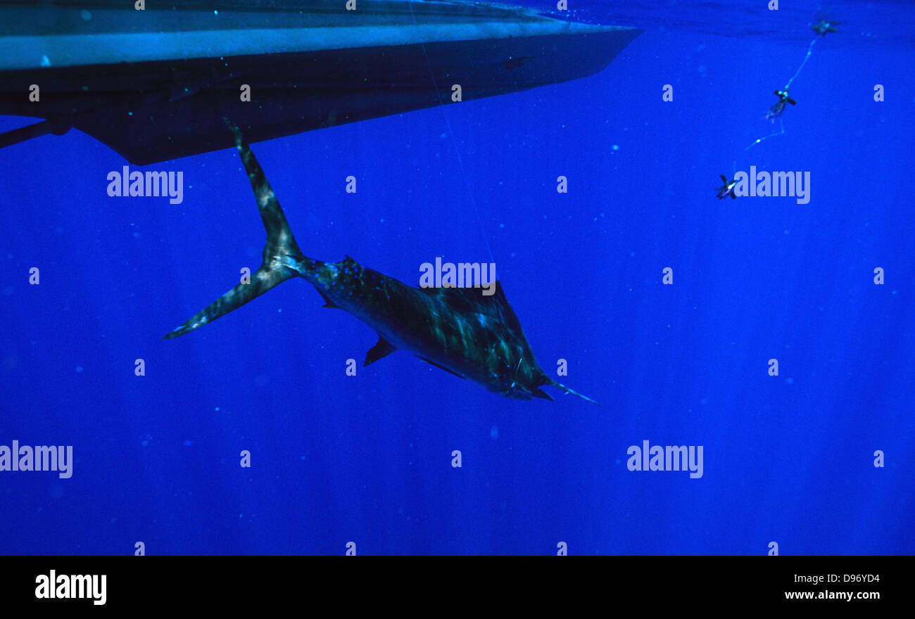 An Atlantic sailfish underwater caught near Port Aransas Texas Stock ...