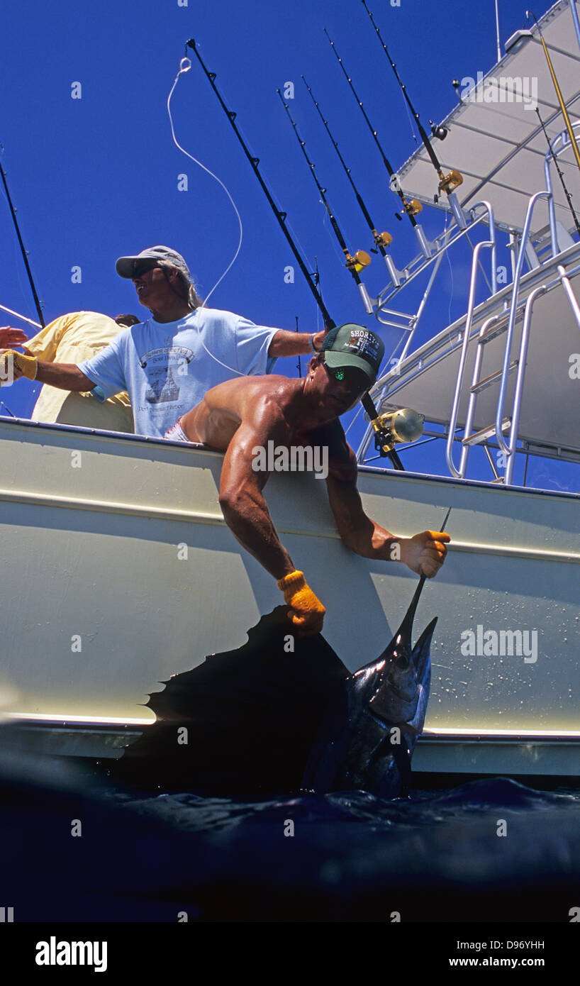 Deckhand landing an Atlantic sailfish caught near Port Aransas Texas ...