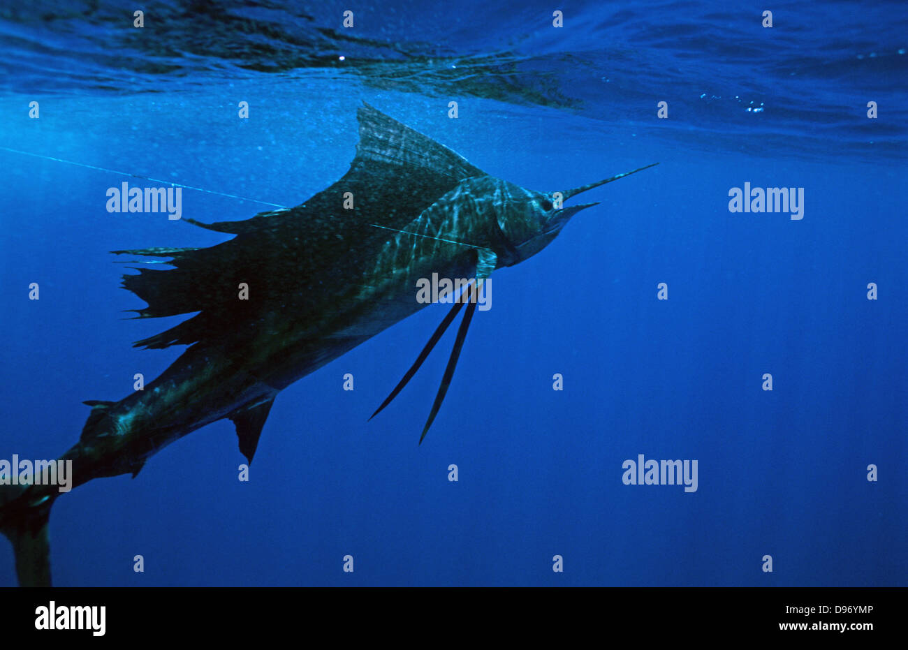 Istiophorus platypterus sailfish hi-res stock photography and images ...