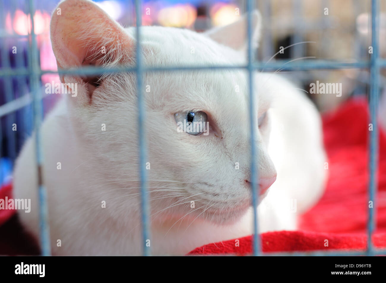 Cat in the cage Stock Photo - Alamy