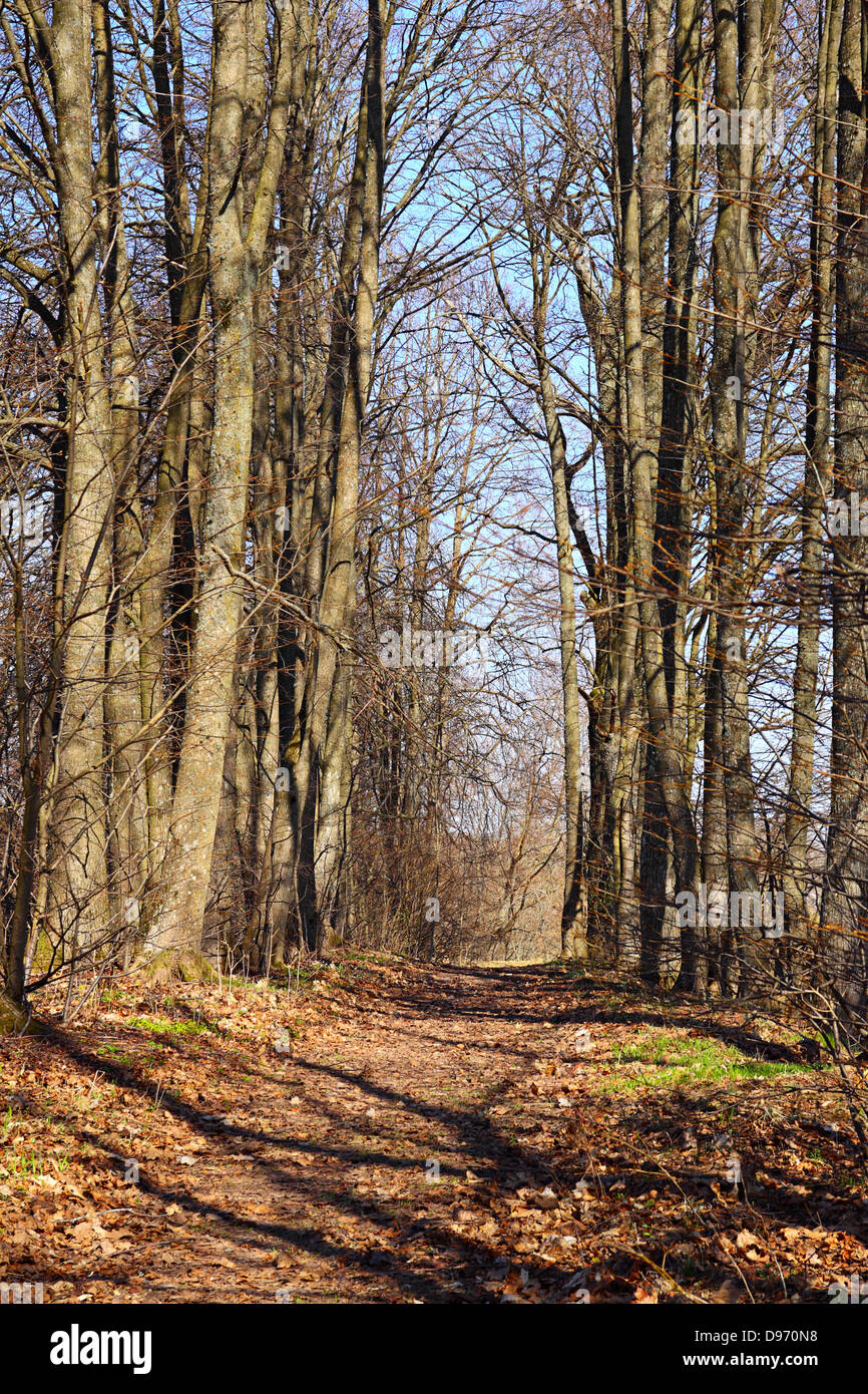 Pathway in ancient uncared-for parkland Stock Photo - Alamy