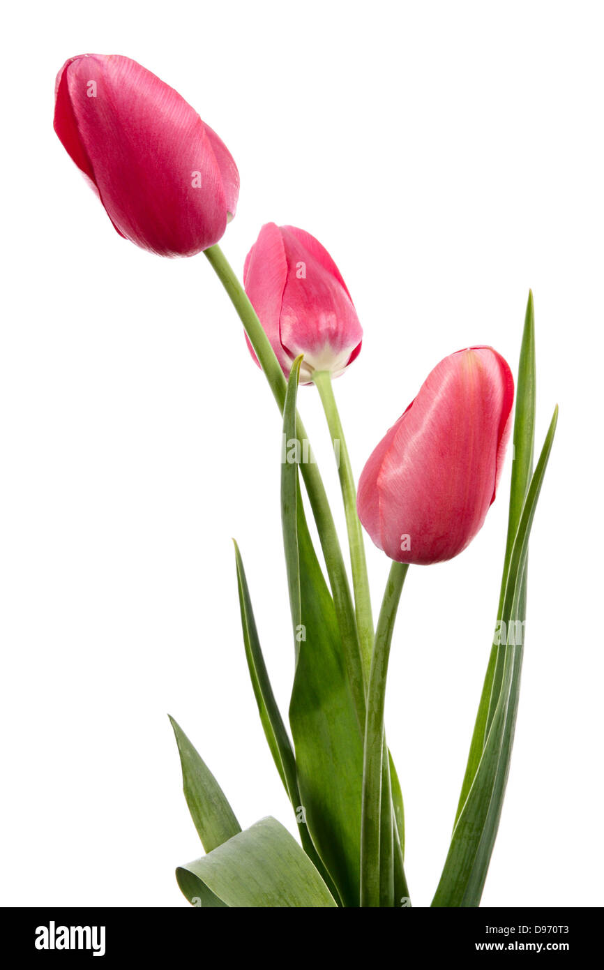 Three pink flower isolated on white background Stock Photo - Alamy