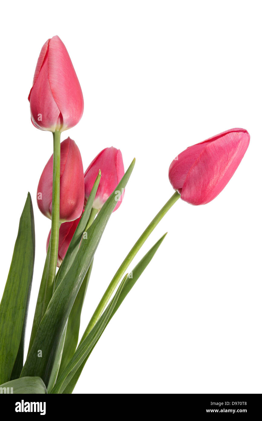 Spring flowers bouquet isolated on white background Stock Photo - Alamy