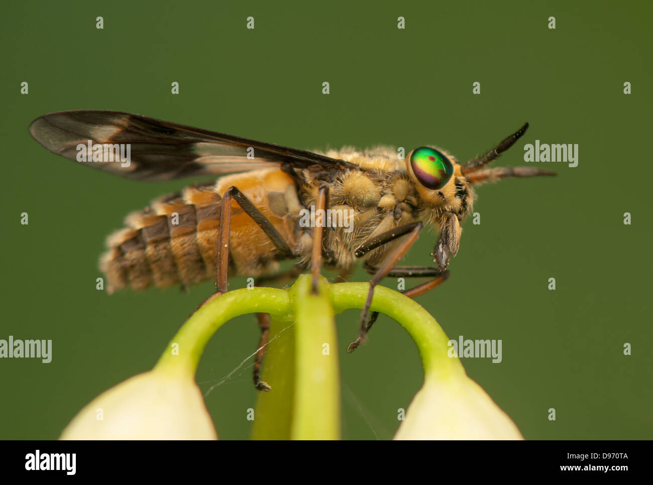 Chrysops Caecutiens High Resolution Stock Photography and Images - Alamy