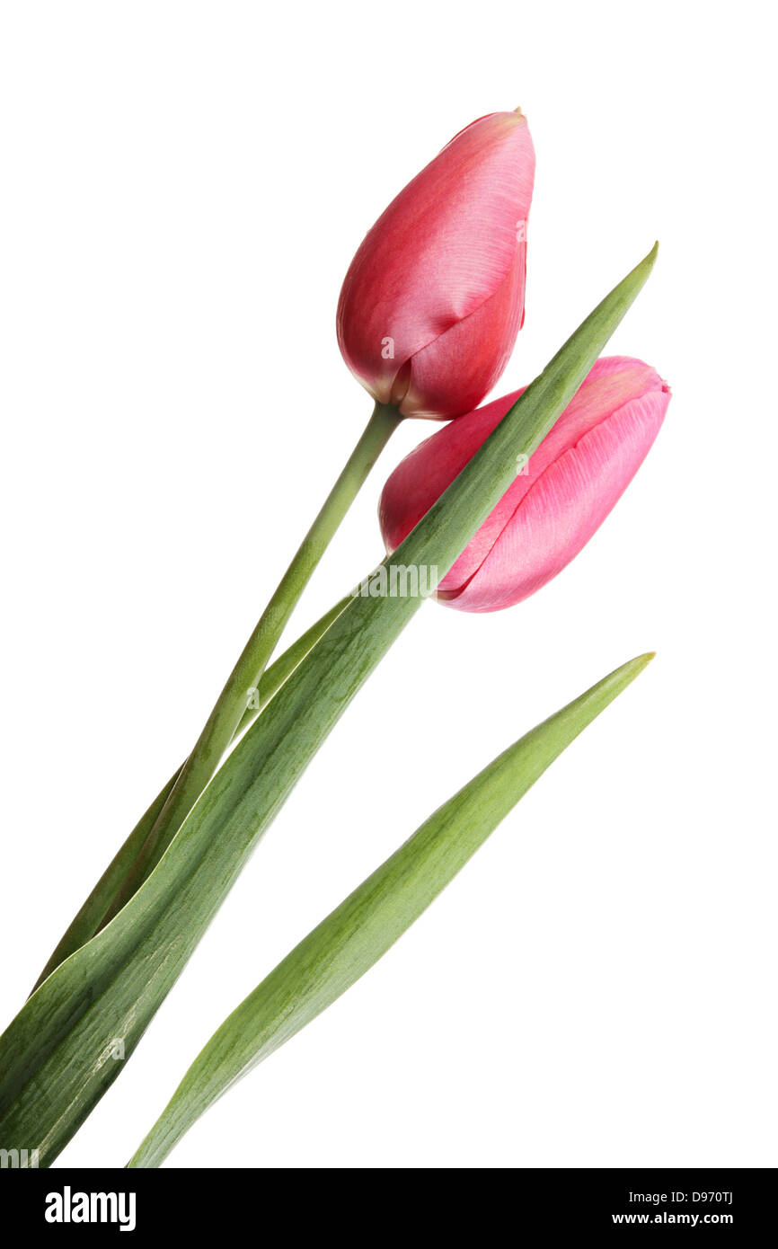 Pair of spring flowers isolated on white Stock Photo - Alamy