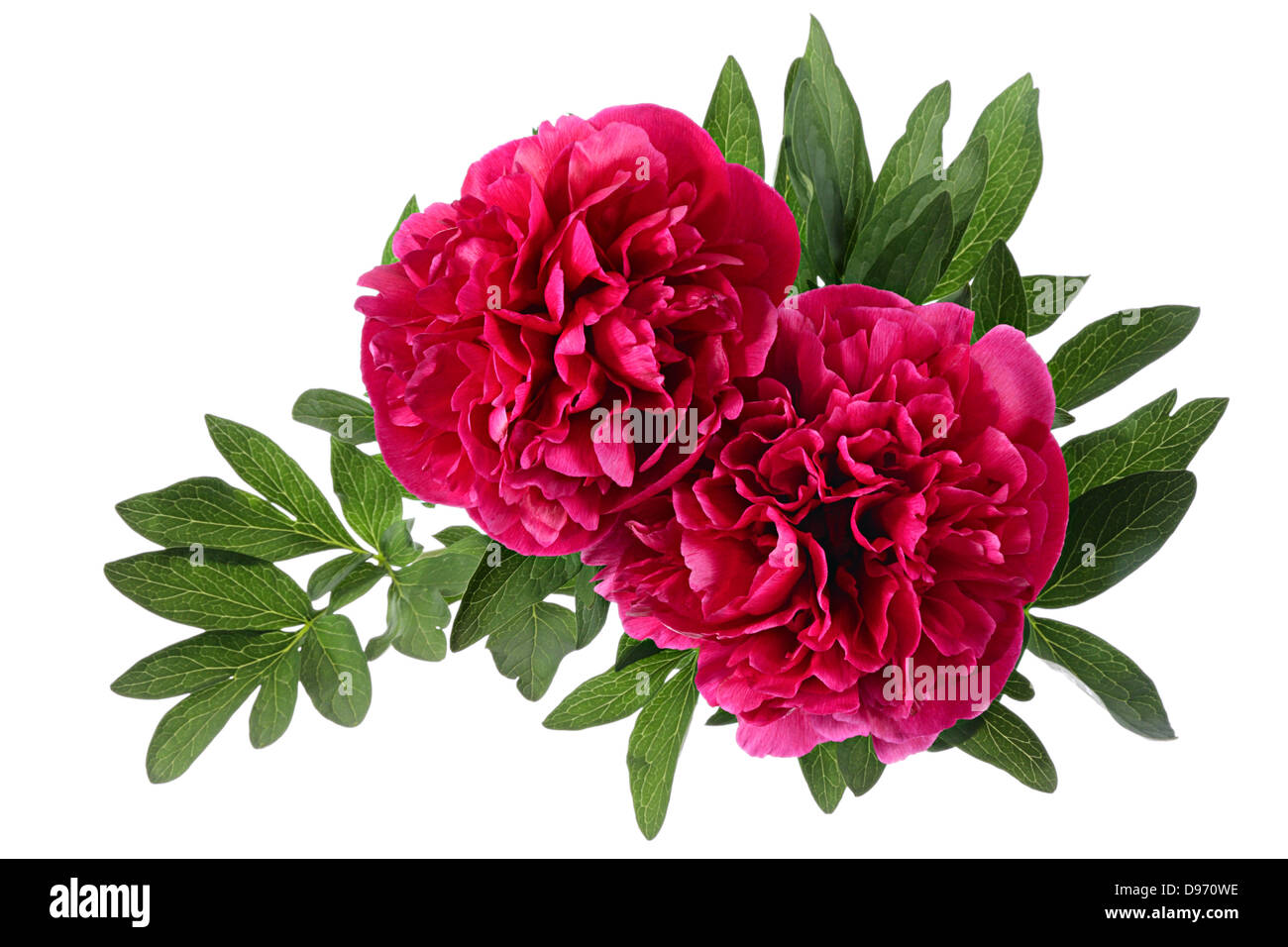 Flowers. Peonies isolated on white background Stock Photo - Alamy