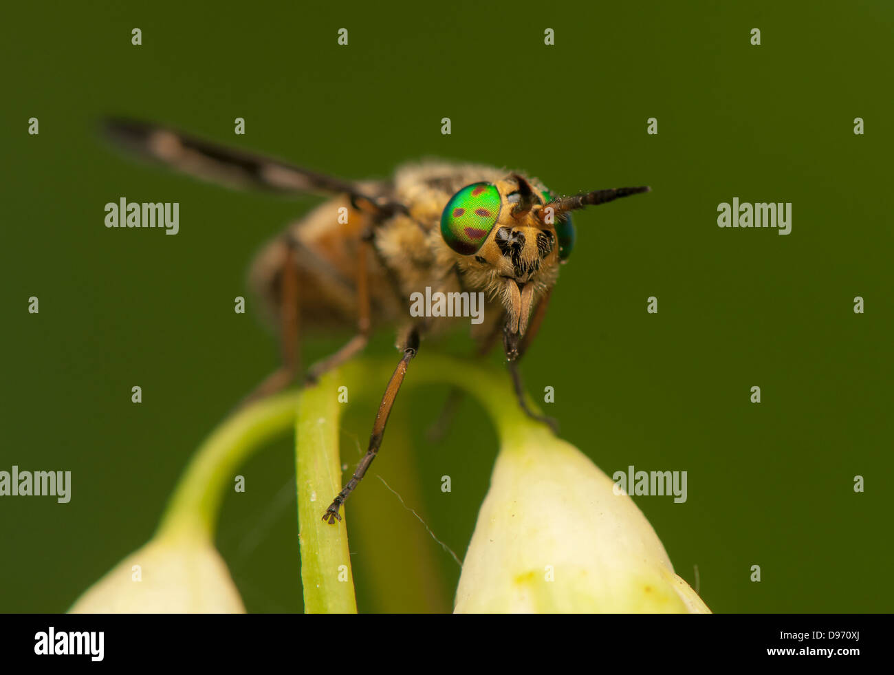 Blood sucking gadfly hi-res stock photography and images - Alamy