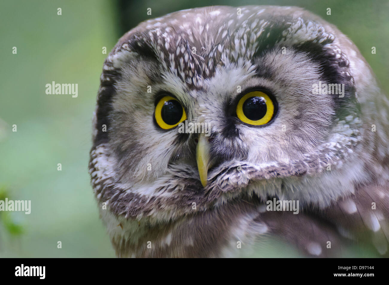 Aegolius funereus, Boreal Owl, Raufußkauz, Tengmalm's Owl Stock Photo ...