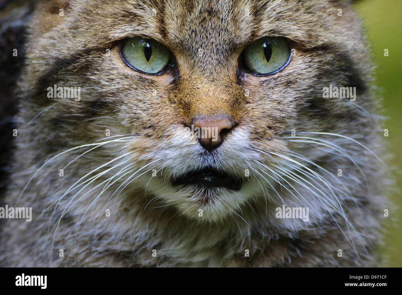 Wildkatze, wildcat, Felis silvestris Stock Photo - Alamy