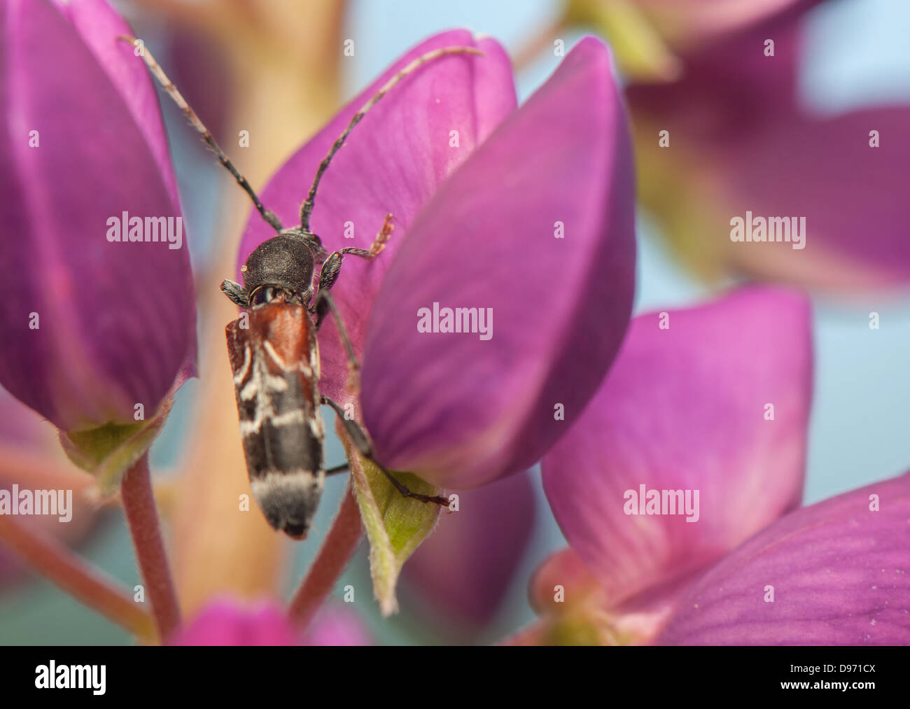 Anaglyptus hi-res stock photography and images - Alamy