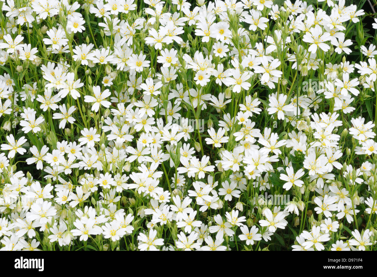 Stellaria holotea hi-res stock photography and images - Alamy