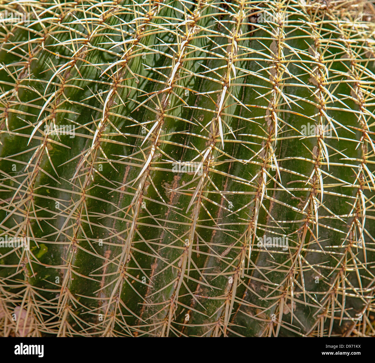 Spikey cactus macro Stock Photo - Alamy