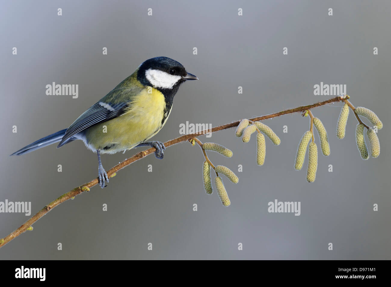 Kohlmeise, Parus major, Great Tit, passerine bird Stock Photo - Alamy