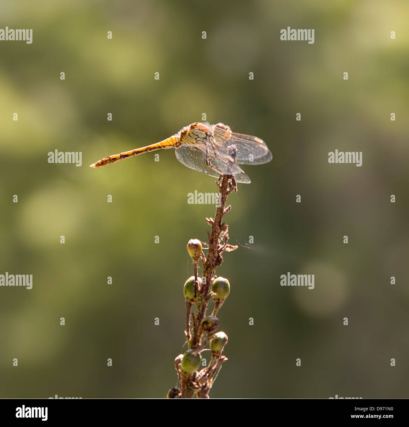 Wings forward hi-res stock photography and images - Alamy
