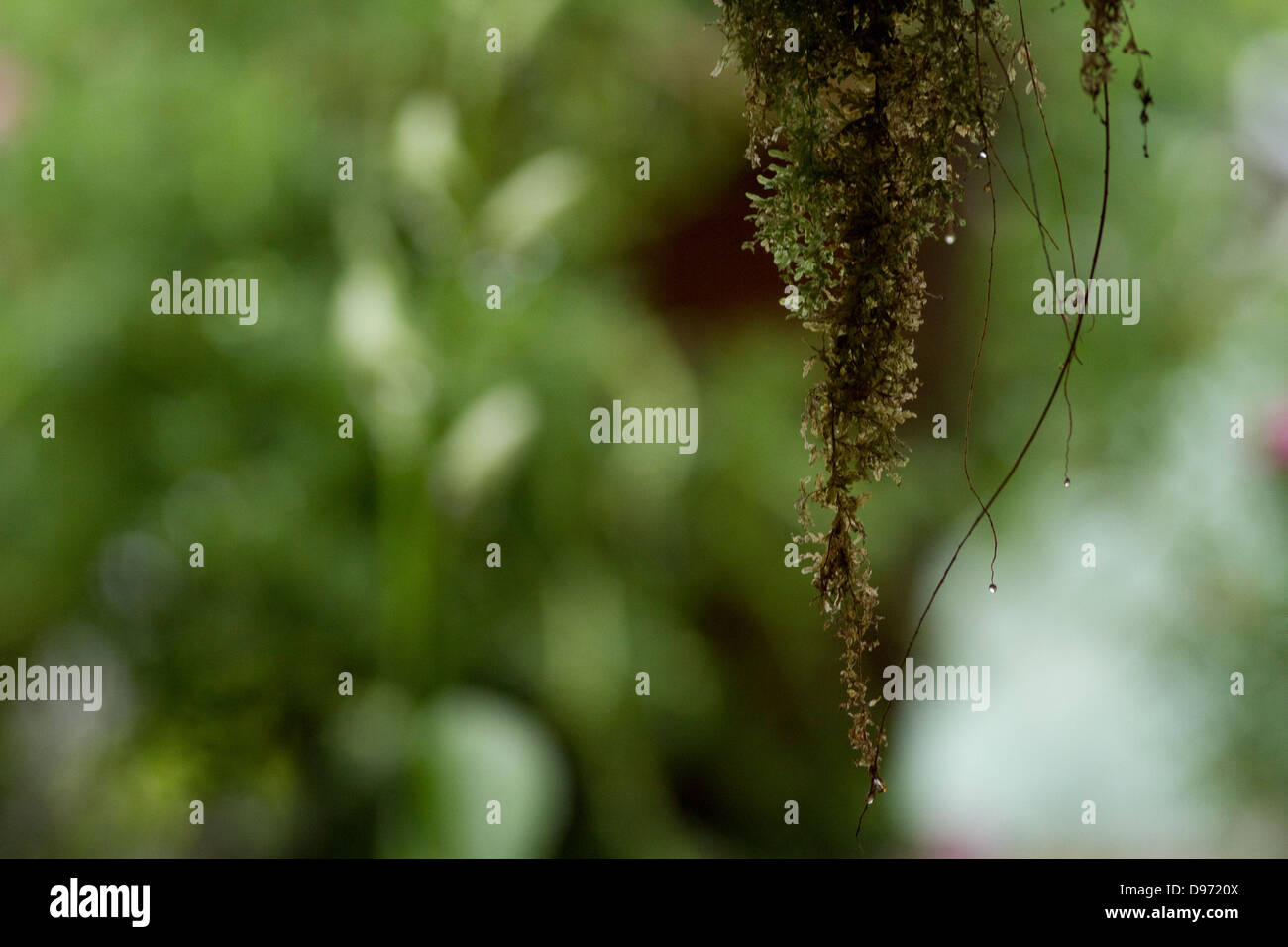 A peaceful scene from a garden Stock Photo - Alamy