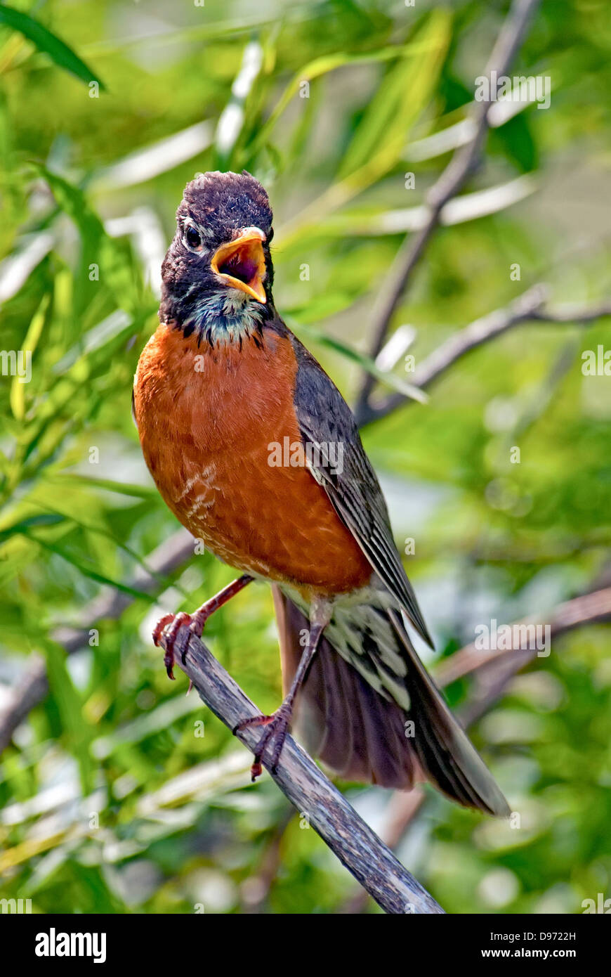 Common Robin High Resolution Stock Photography and Images - Alamy