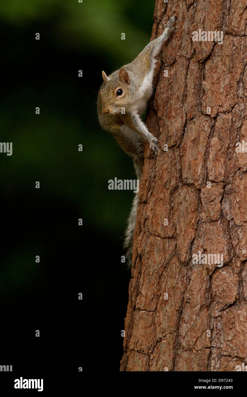 Pine squirrel or tree squirrel hi-res stock photography and images - Alamy
