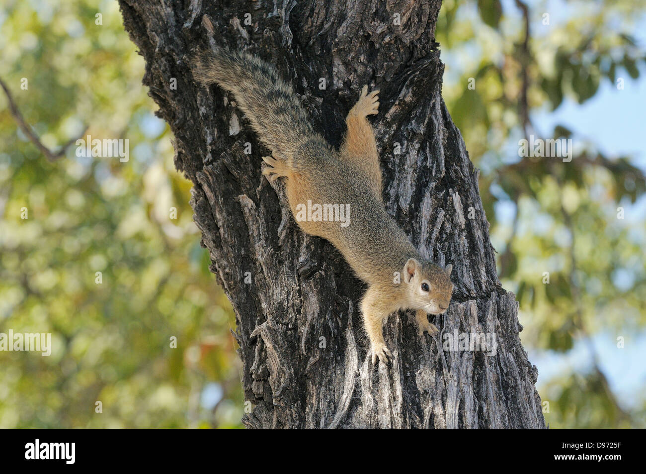 Tree Squirrel (Smith's Bush Squirrel) Paraxerus cepapi Photographed in ...