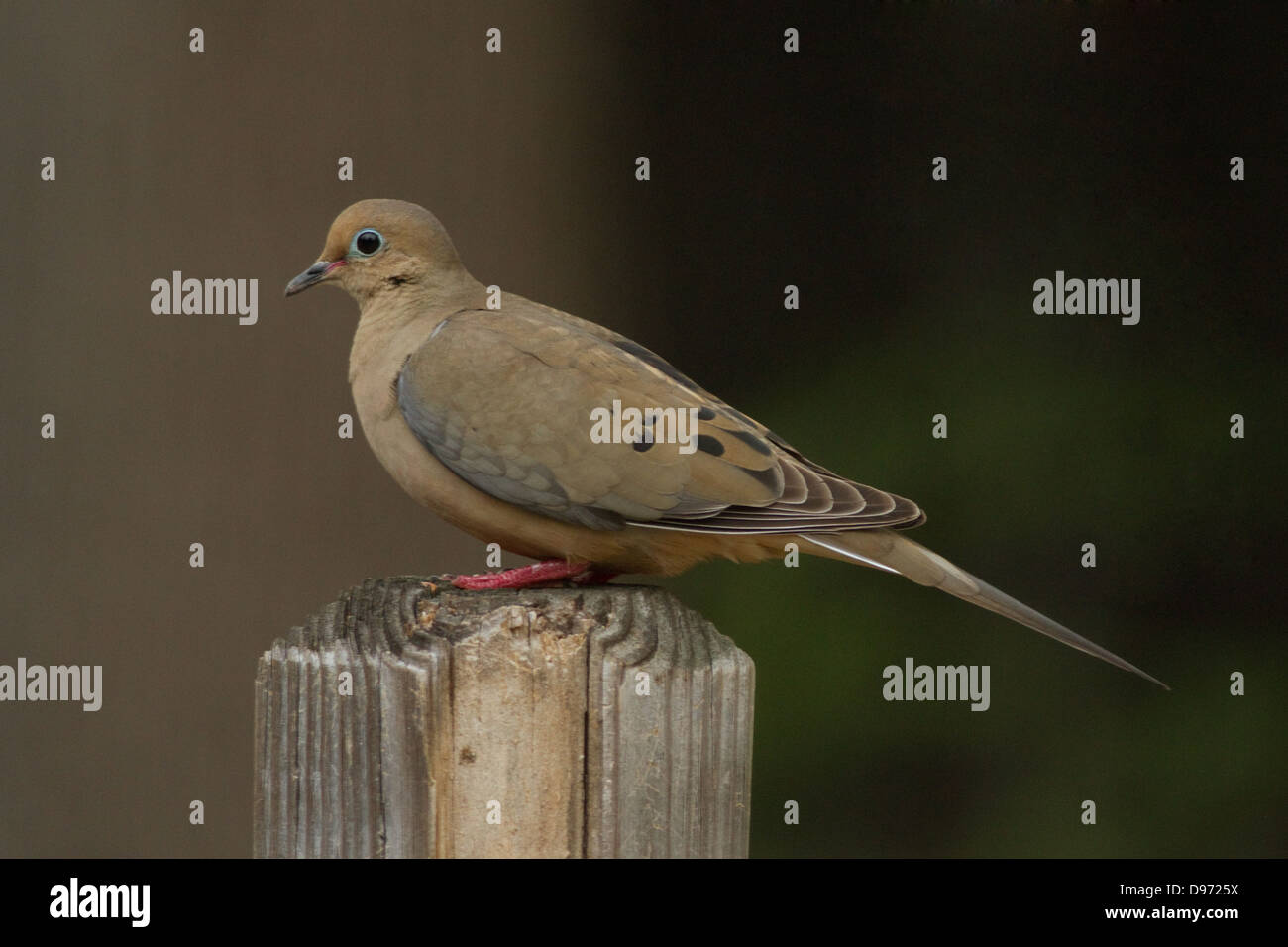 A mourning dove, perched on a wooden post Shot in Atlanta Stock Photo ...