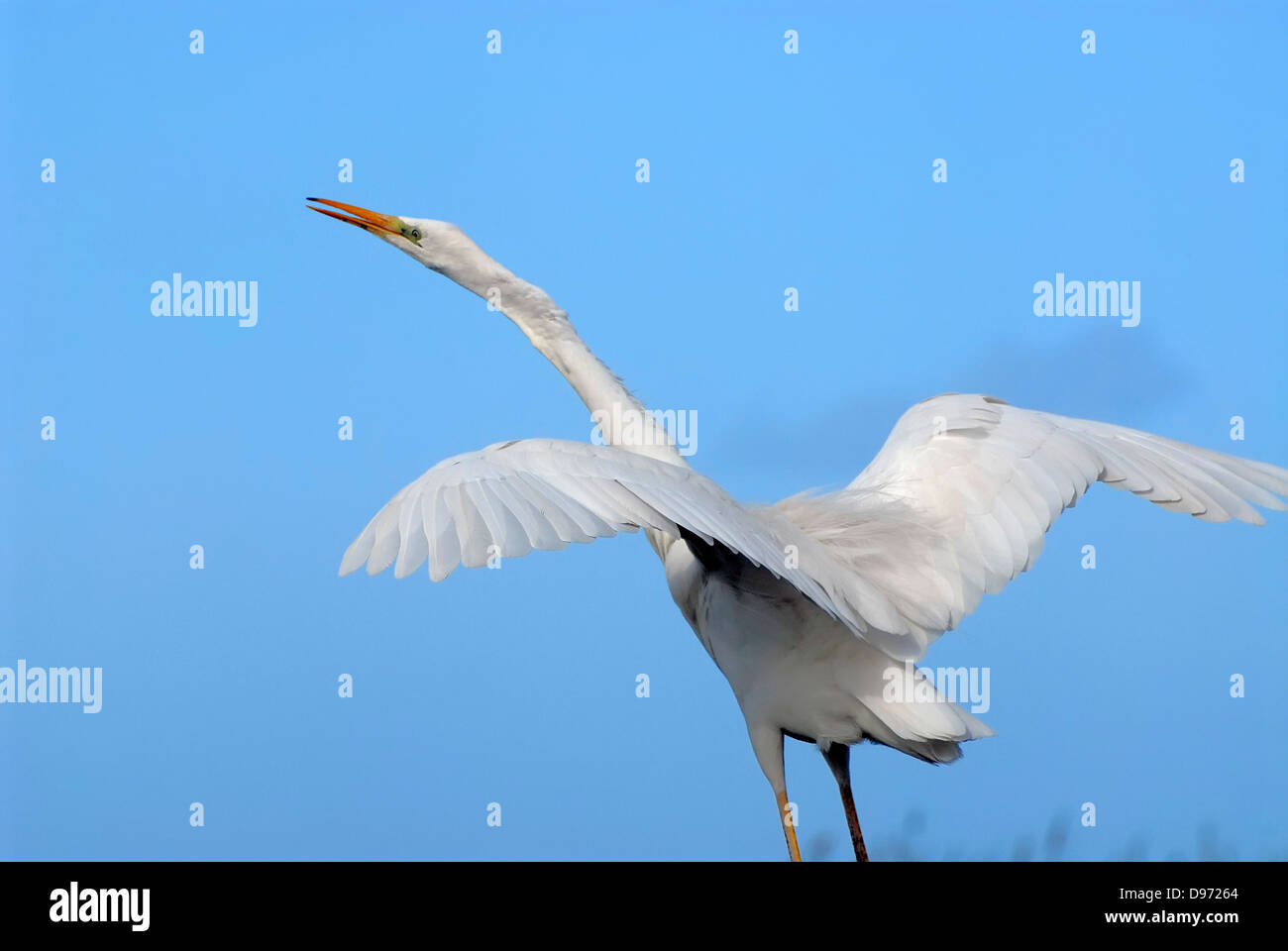 Long neck stretch hi-res stock photography and images - Alamy