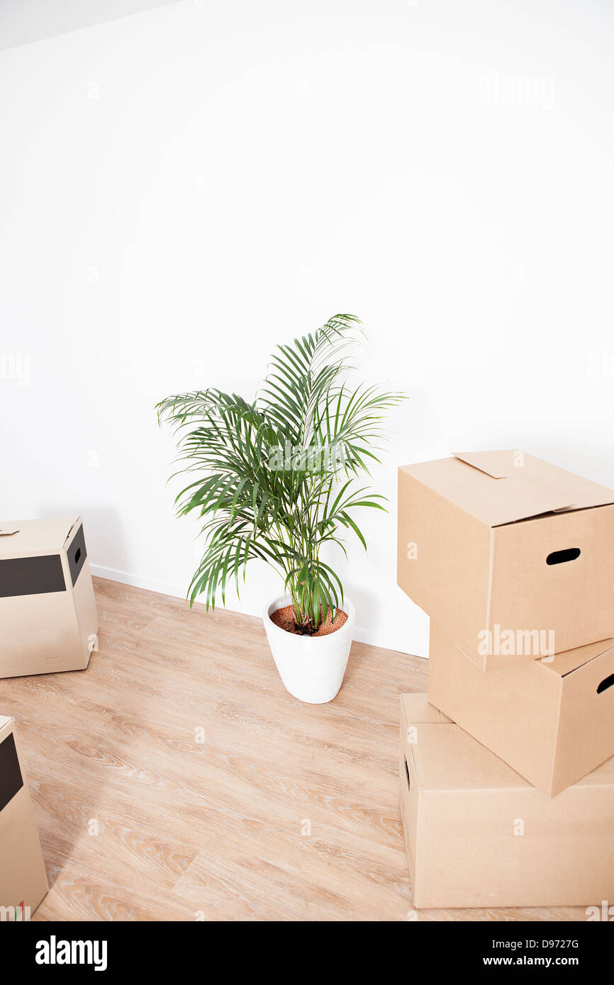 Cardboard plant pot hi-res stock photography and images - Alamy