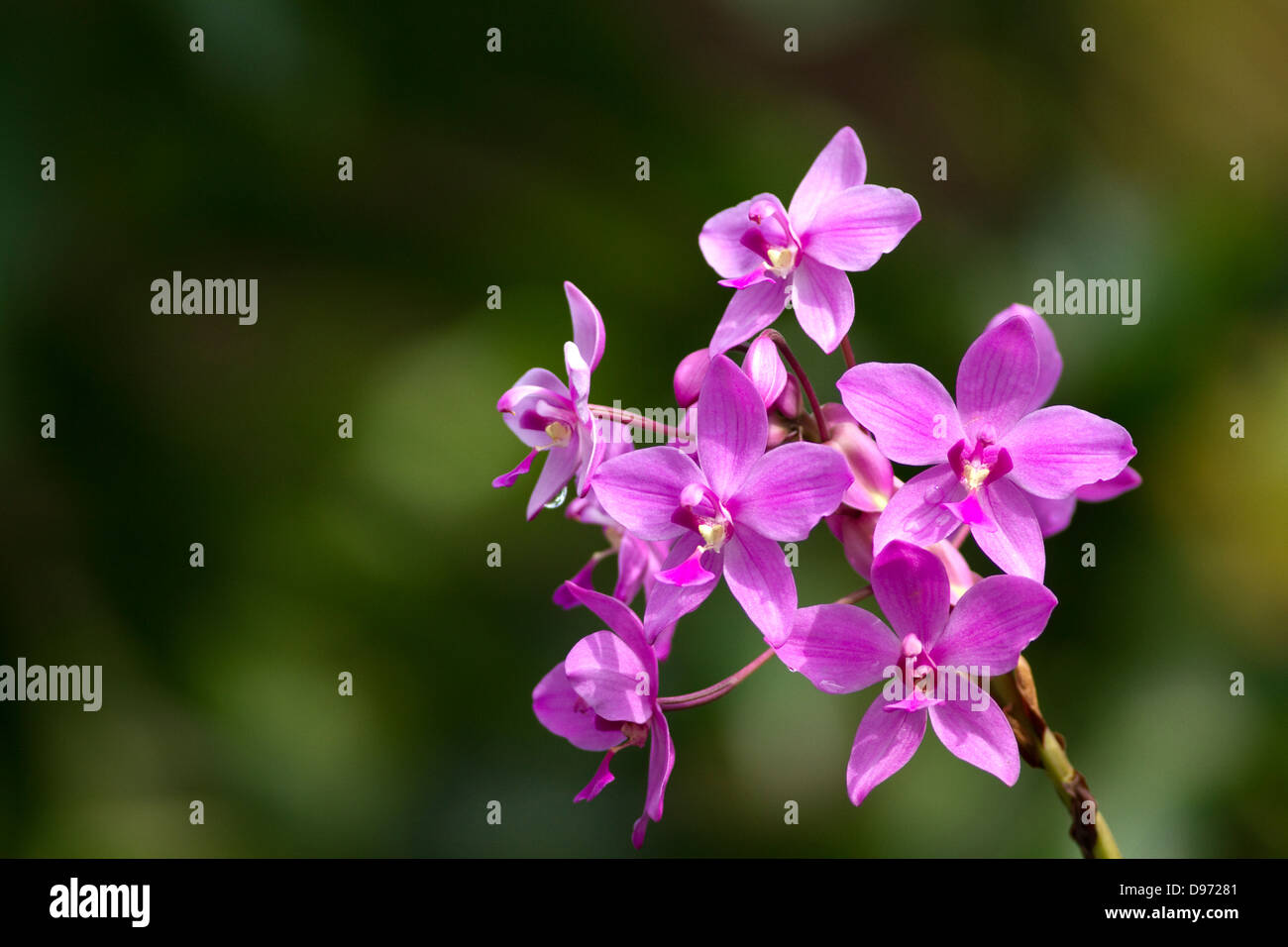 Orchid india hi-res stock photography and images - Alamy