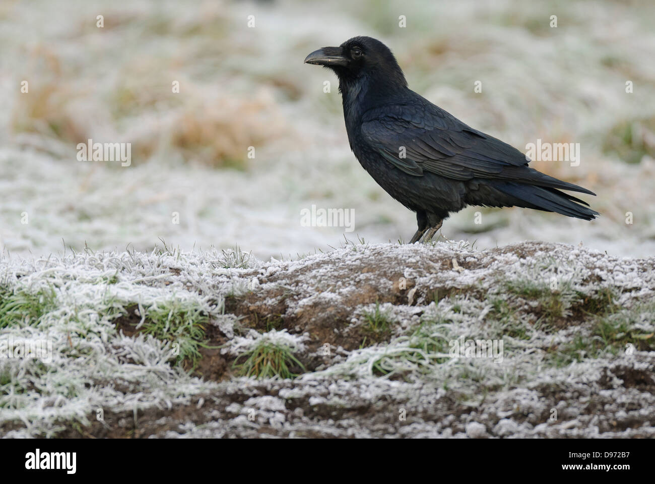 Common Raven, Corvus corax, Northern Raven, Kolkrabe Stock Photo - Alamy