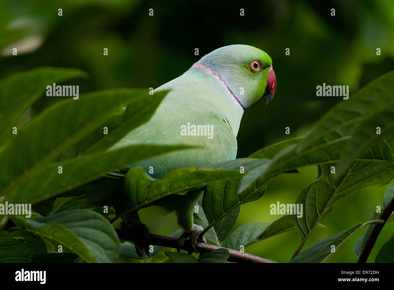 A wild Rose Ringed Parrot, shot in India Stock Photo - Alamy