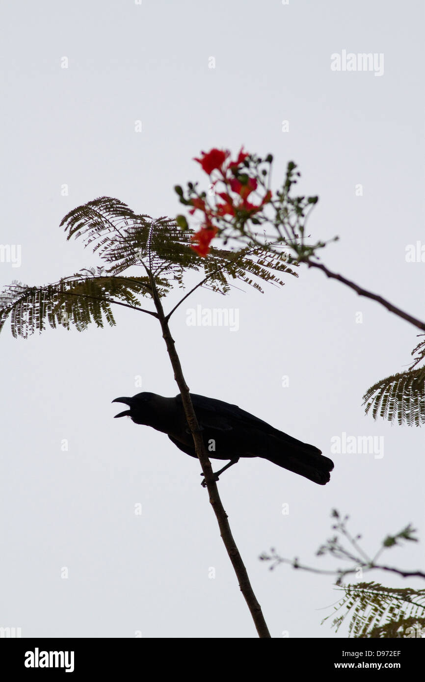 Crow flower hi-res stock photography and images - Alamy