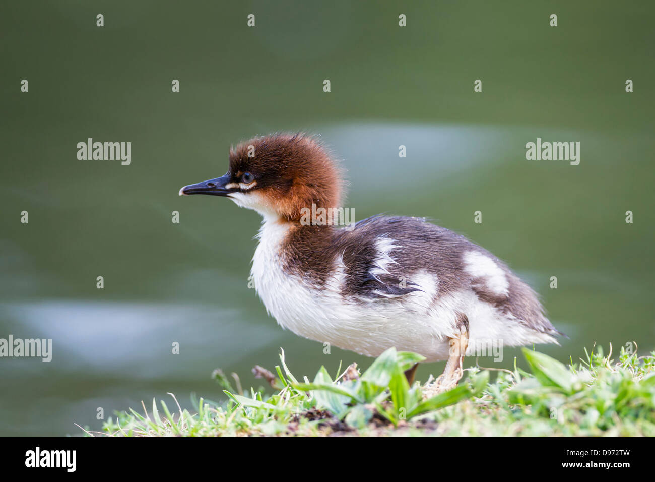 Chick close hi-res stock photography and images - Alamy