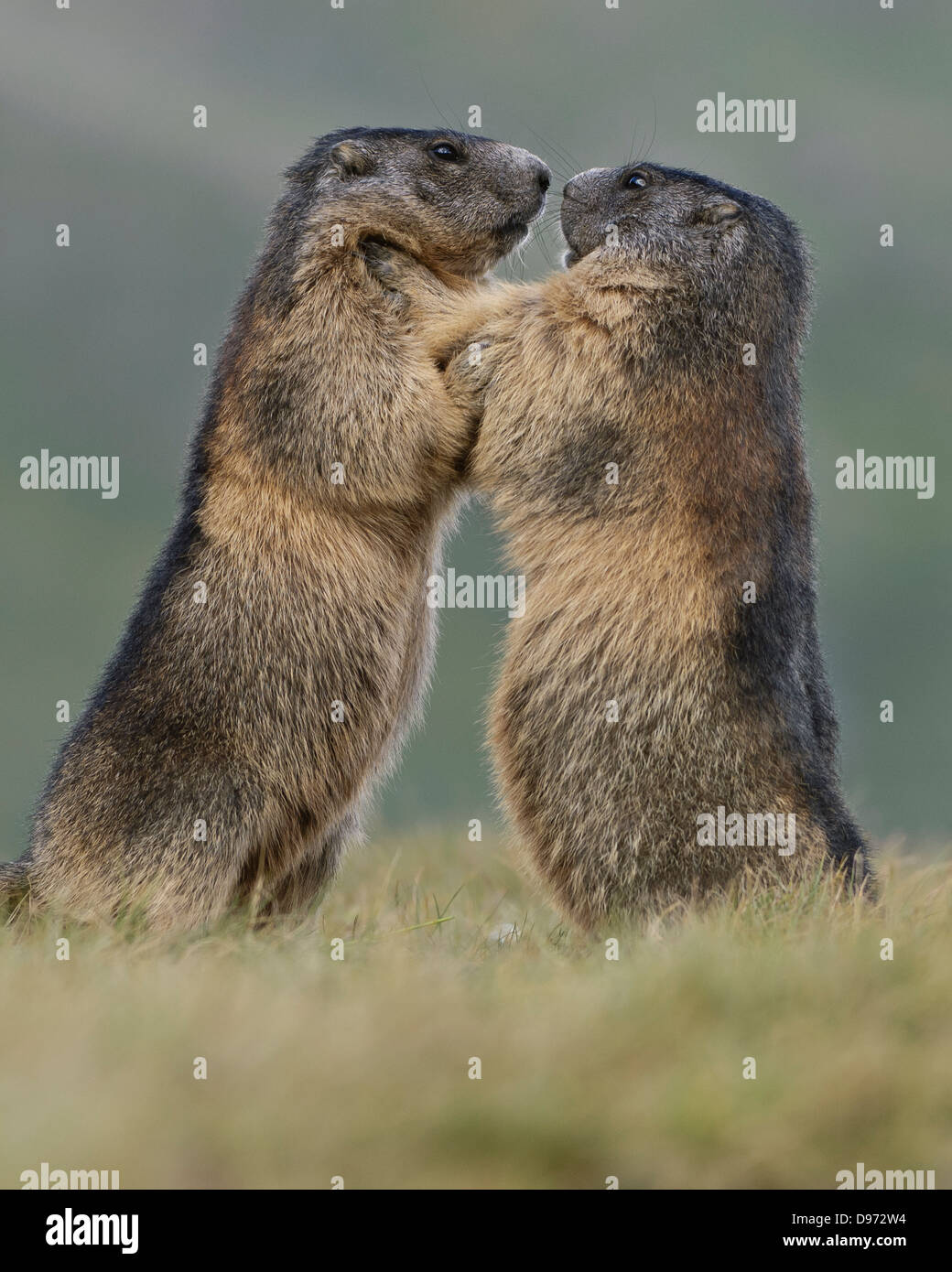 Murmeltier hi-res stock photography and images - Alamy