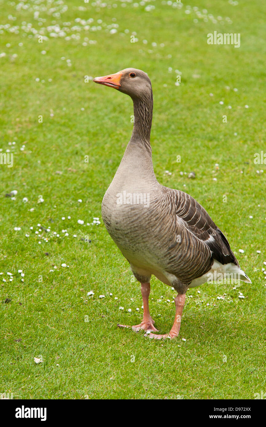 Greylag Goose walking Stock Photo - Alamy