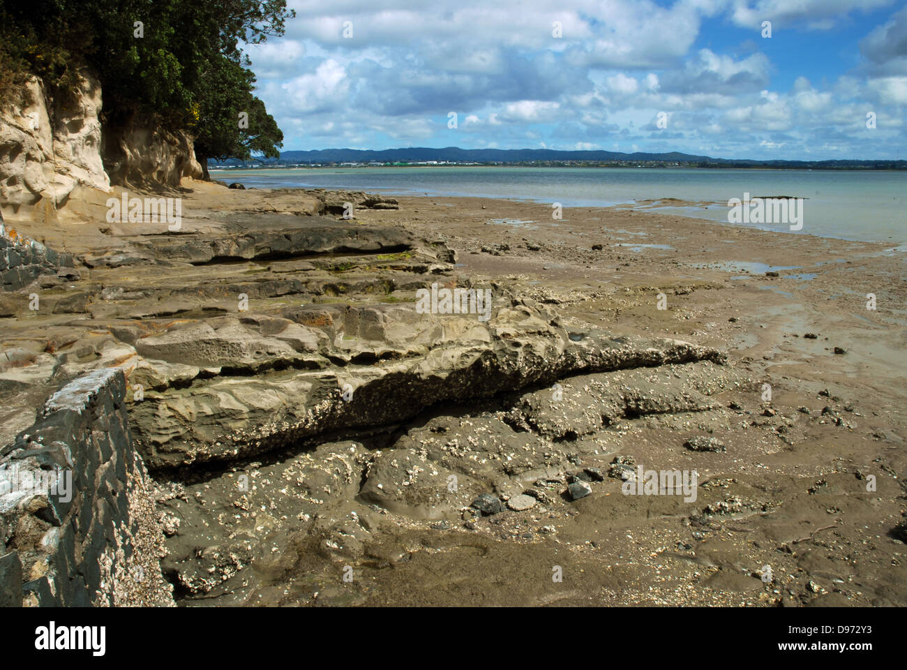 Beach at Kauri Point Centennial Park, Auckland, New Zealand Stock Photo ...
