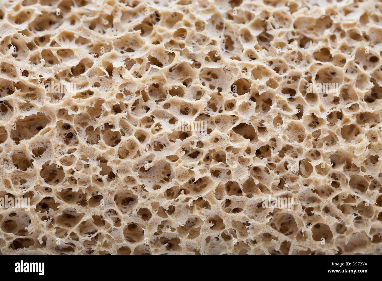 A close-up of sponge details Stock Photo - Alamy