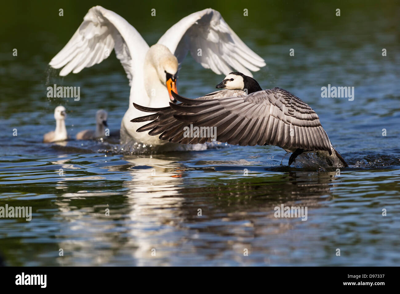 Germany, Bavaria, Swan with chicks sells Barnacle Goose Stock Photo - Alamy