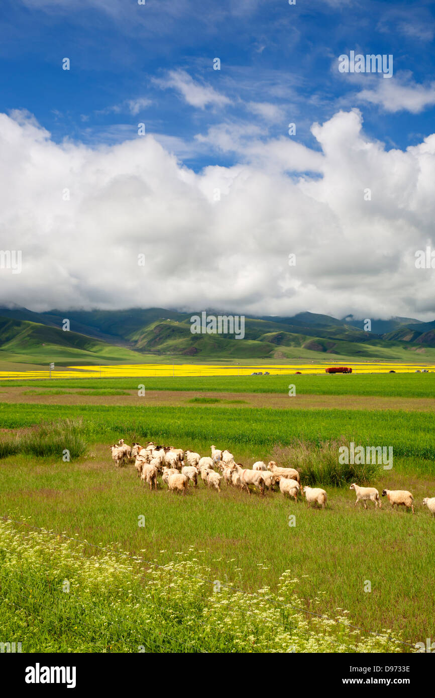 Grazing sheep in a rural ranch Stock Photo - Alamy