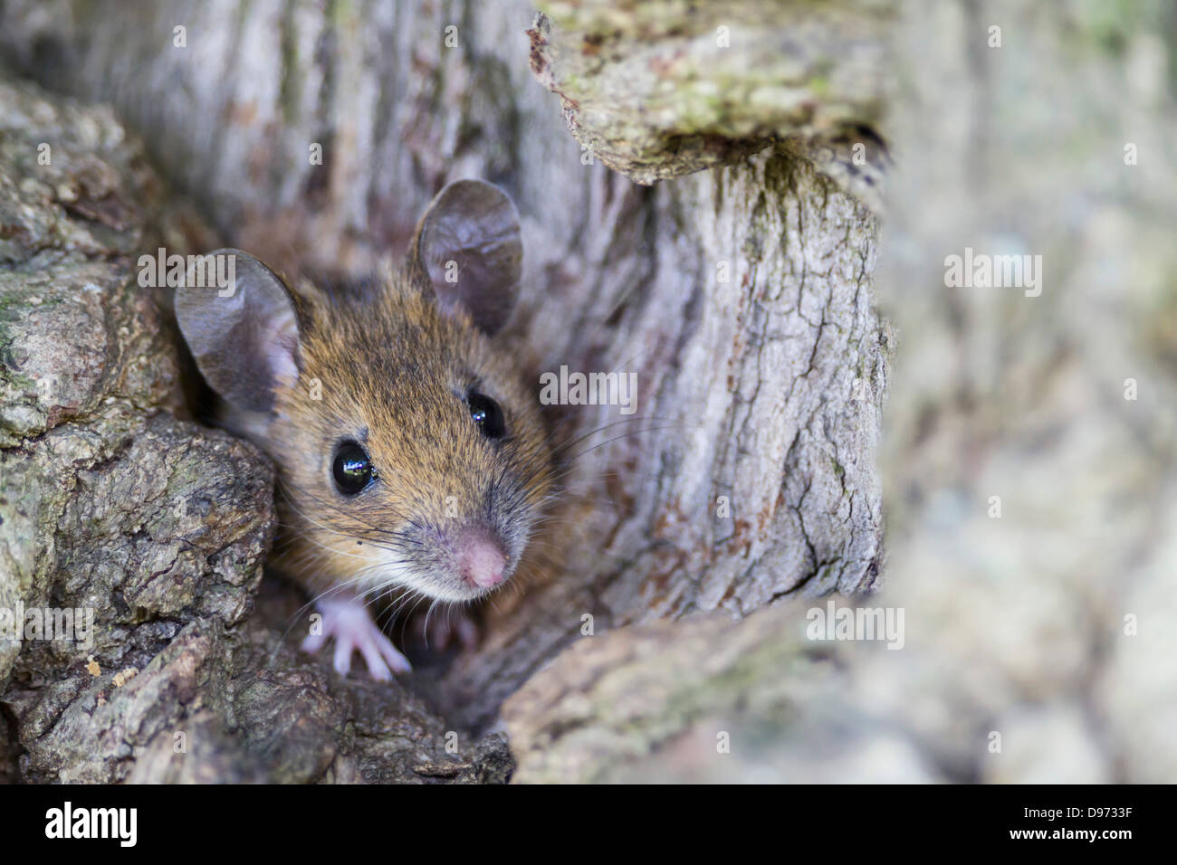 Germany, Bavaria, Yellow-necked Mouse on rock, close up Stock Photo - Alamy