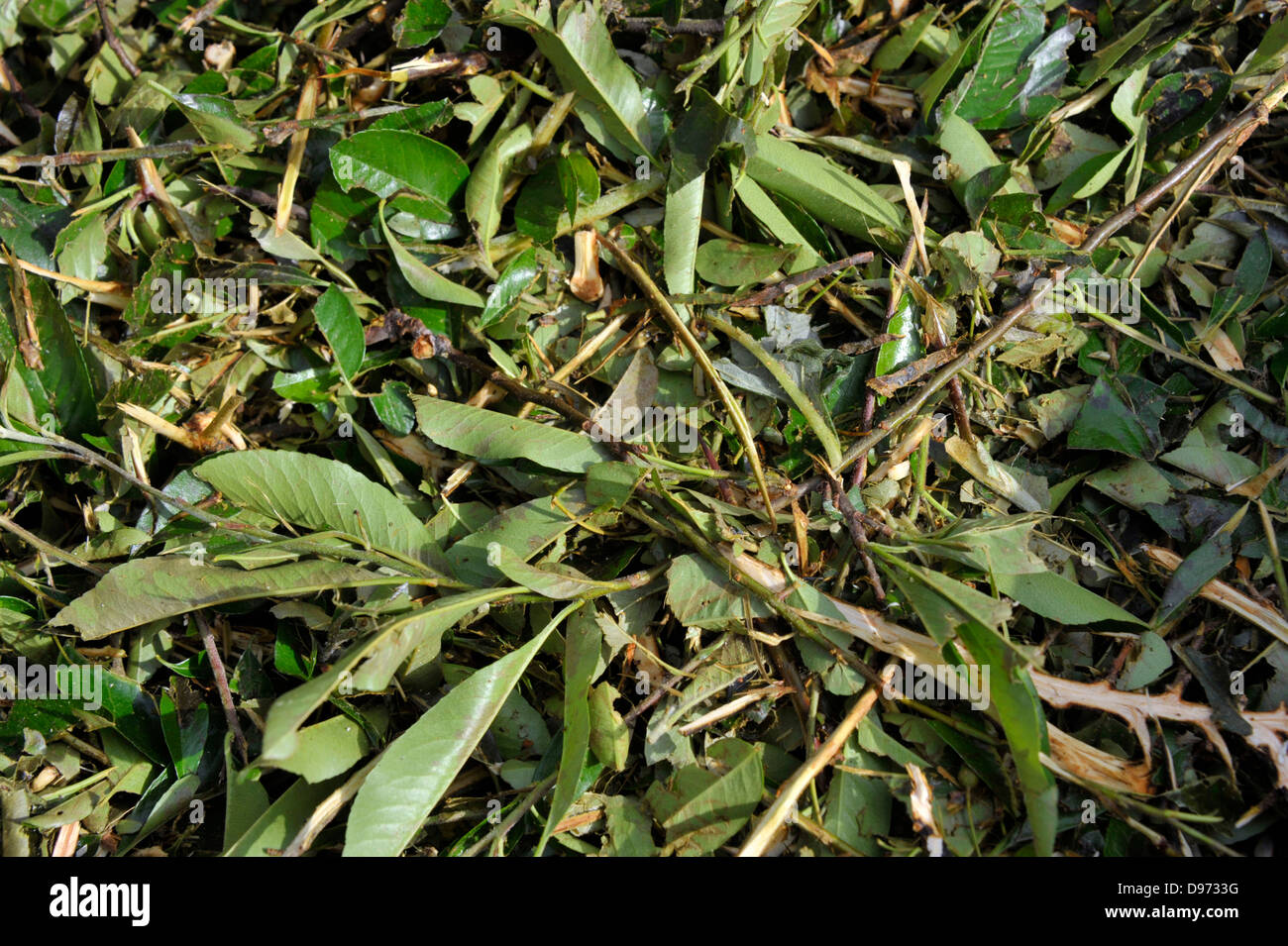 Shredded shrub cuttings in a sack ready for the compost heap or ...
