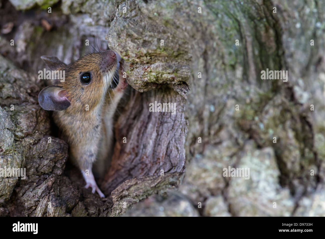 Germany, Bavaria, Yellow-necked Mouse on rock, close up Stock Photo - Alamy