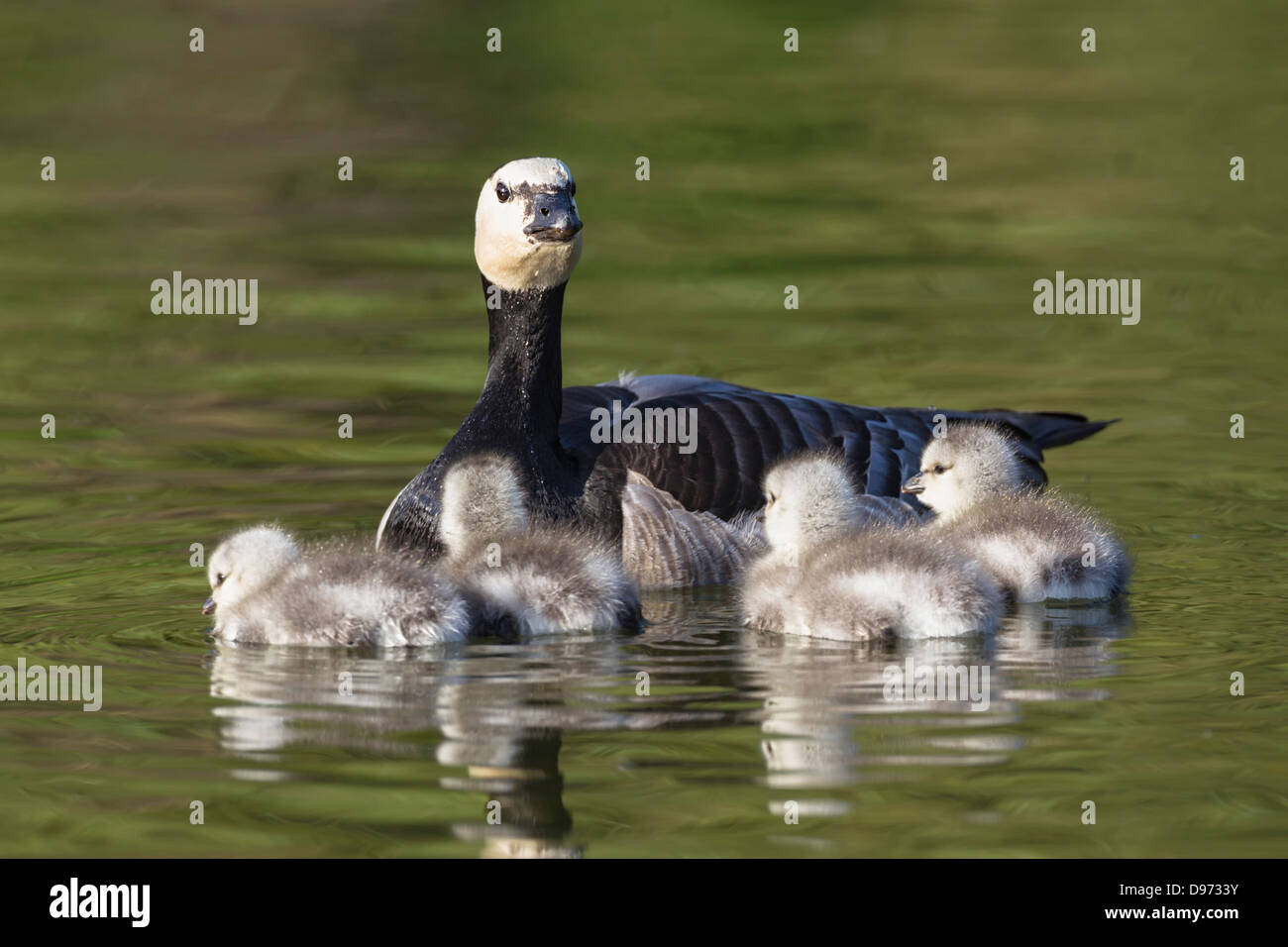 Germany, Bavaria, Barnacle goose with chicks swimming in water Stock ...