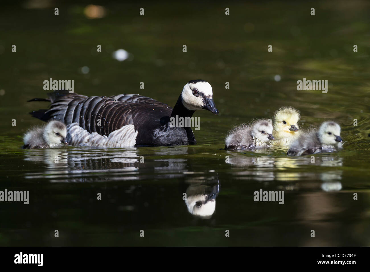 Germany, Bavaria, Barnacle goose with chicks swimming in water Stock ...