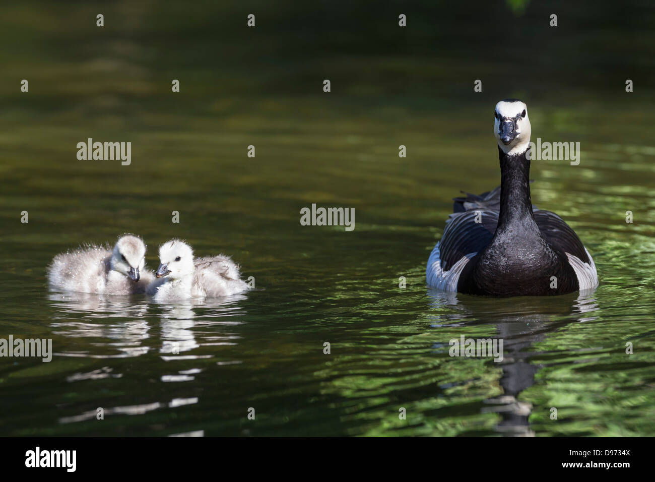 Germany, Bavaria, Barnacle goose with chicks swimming in water Stock ...